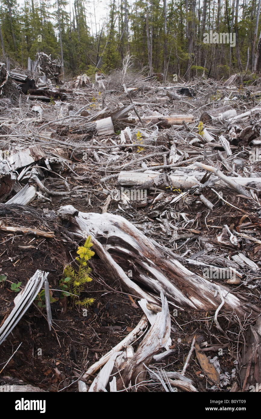 Clear felling logging hi-res stock photography and images - Alamy