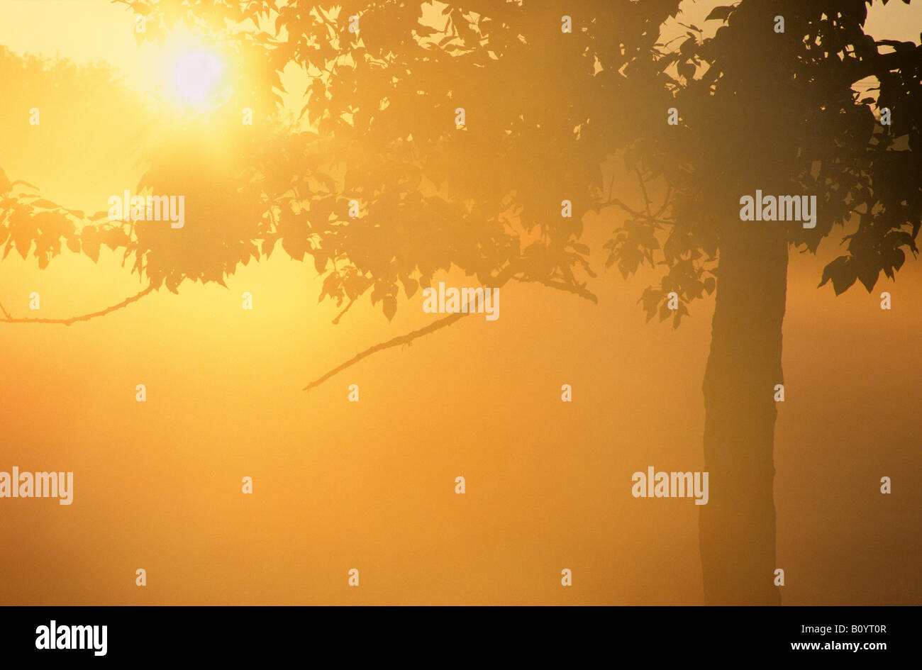 Sunburst through tree Stock Photo - Alamy