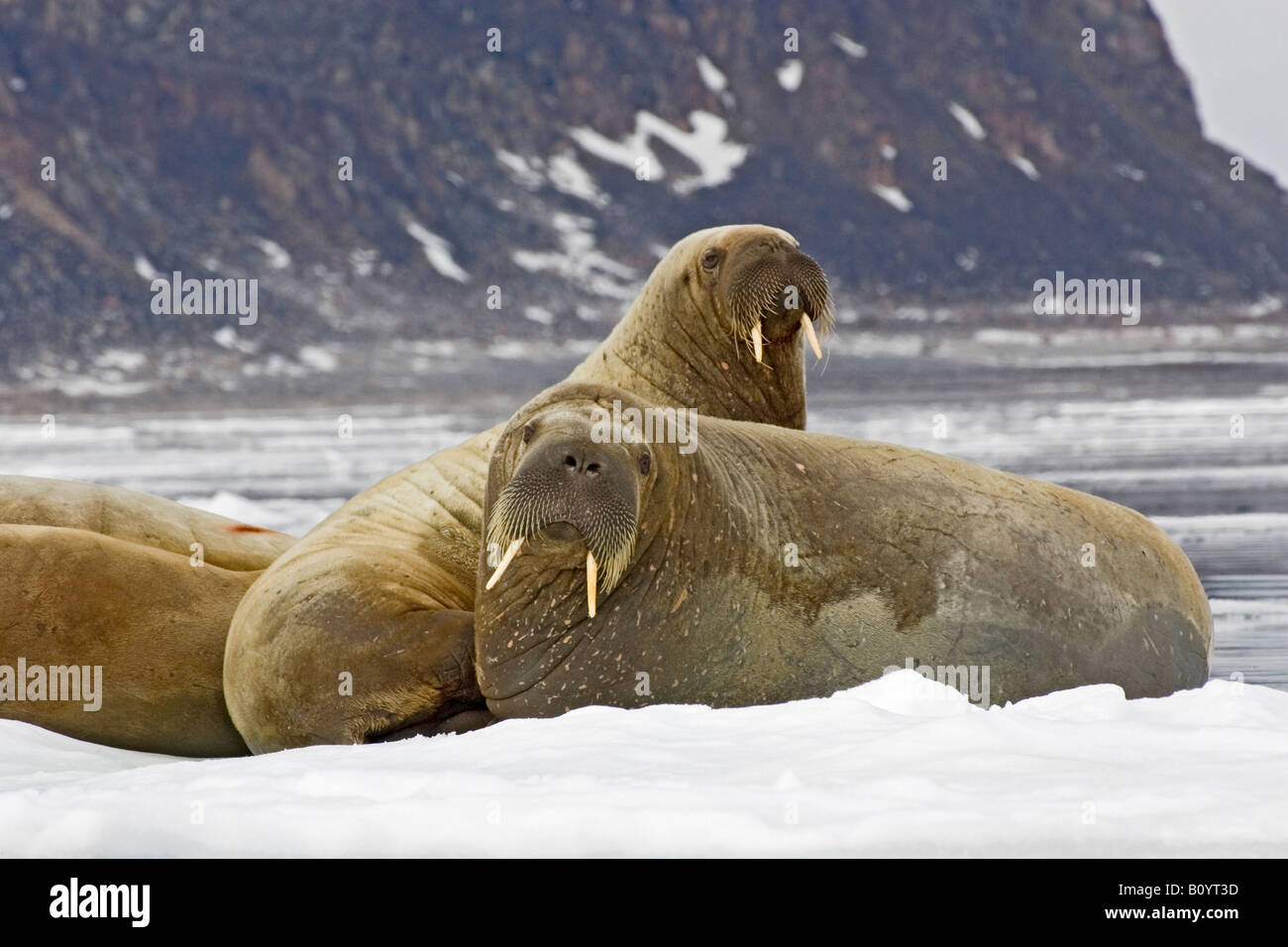 Walrus on Sea Ice, Svalbard, Norway Stock Photo - Alamy