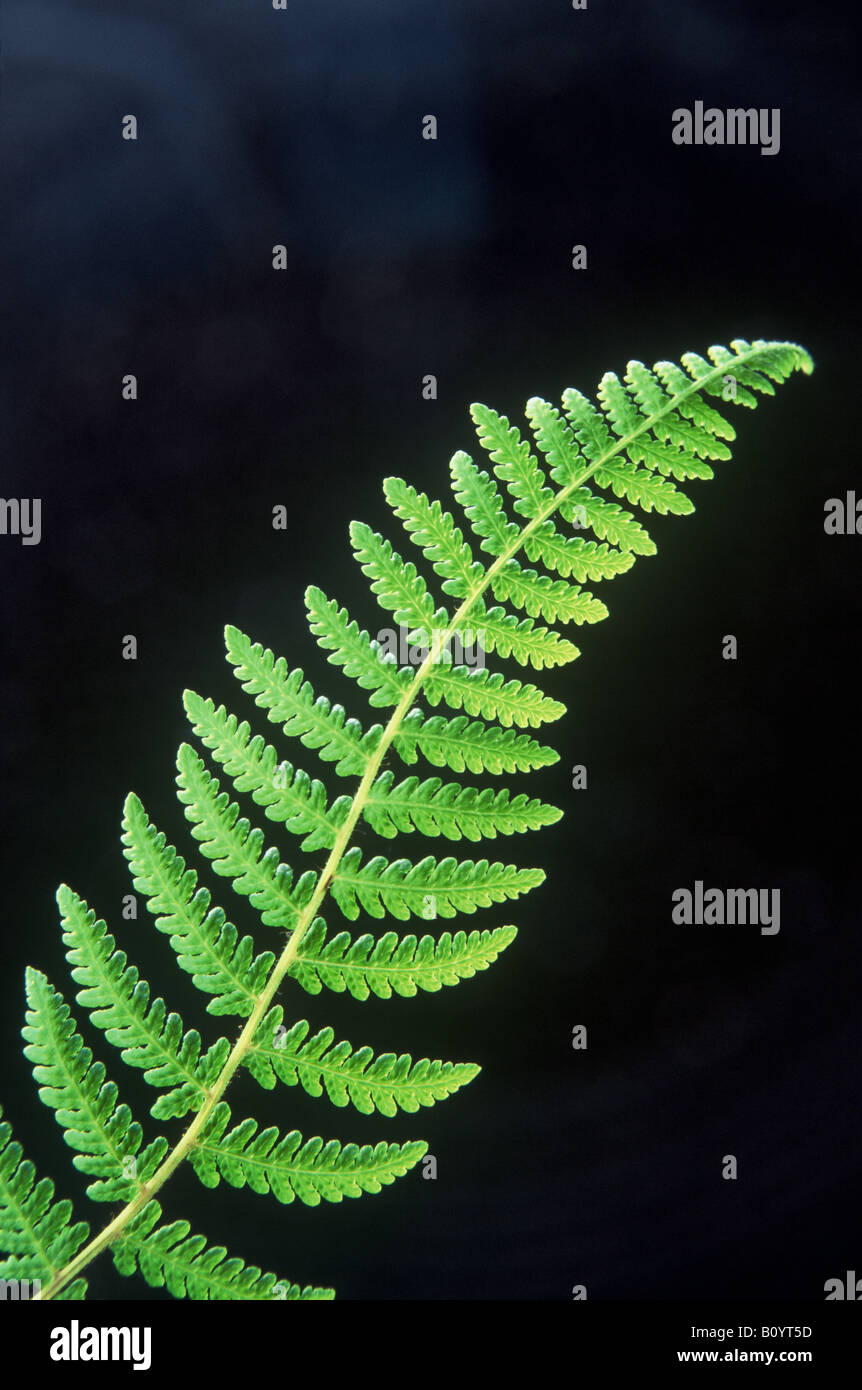 Tree fern ponga hi-res stock photography and images - Alamy