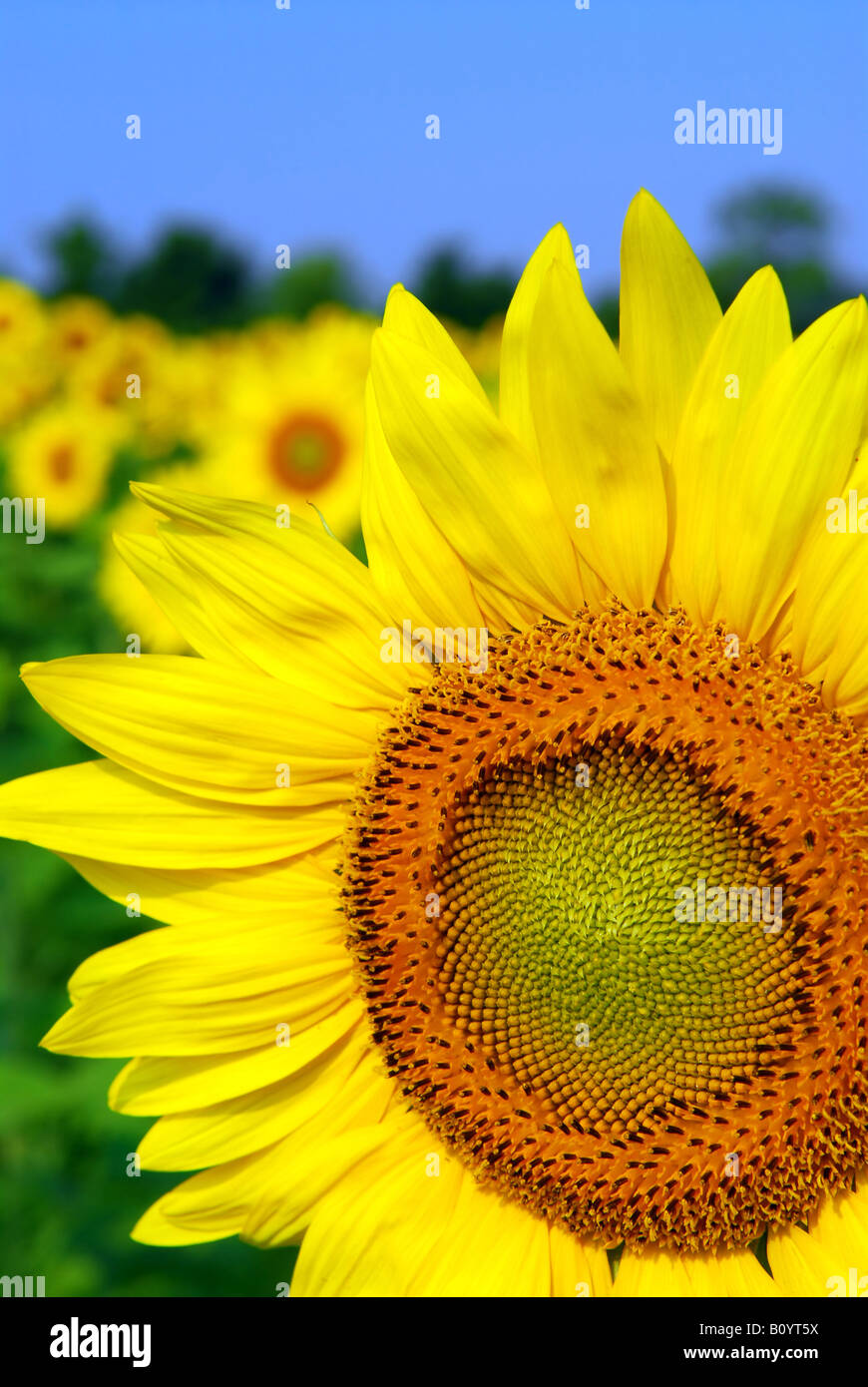 Natural background bright flowers hi-res stock photography and images ...