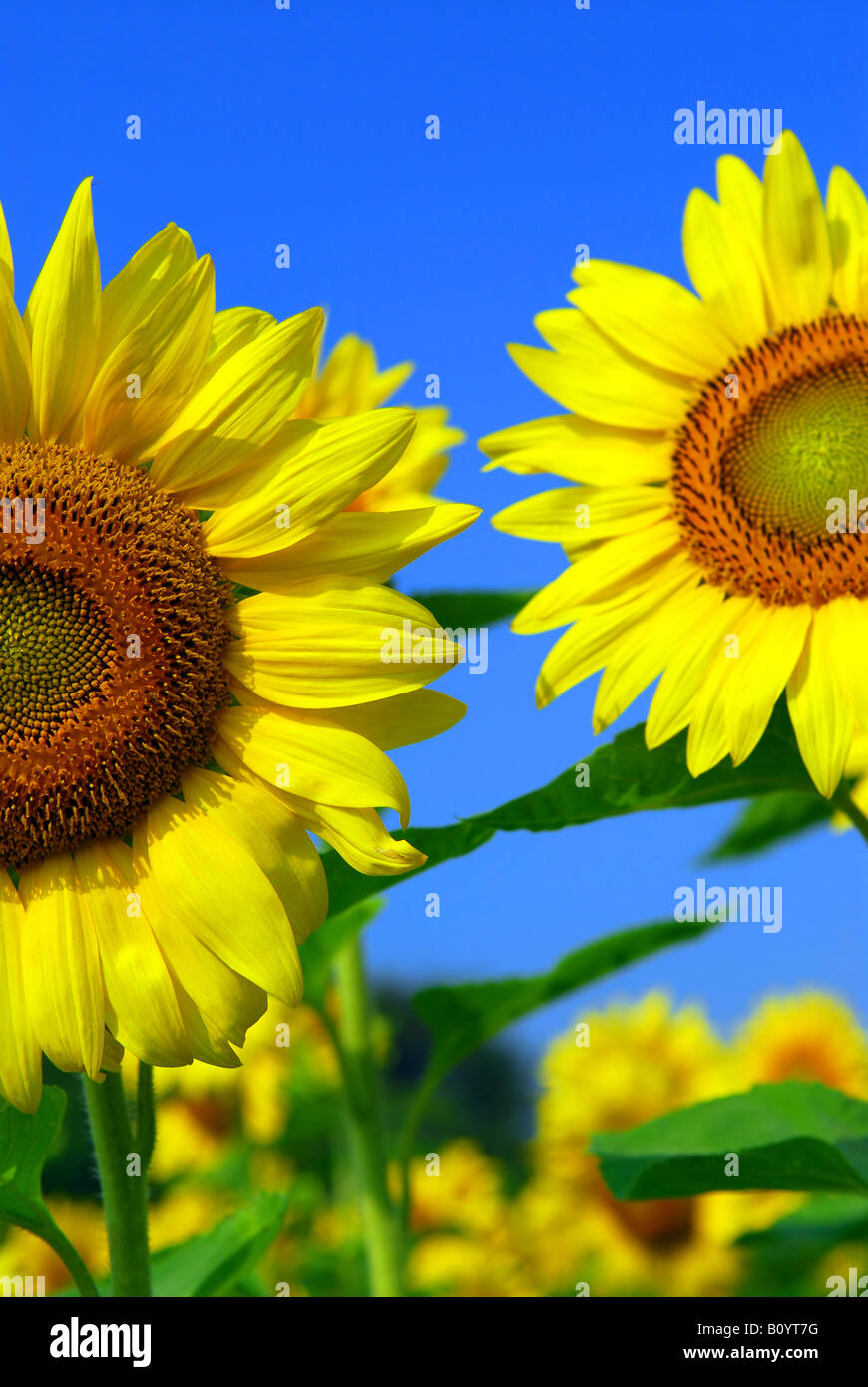 Flowers blue petals close hi-res stock photography and images - Alamy