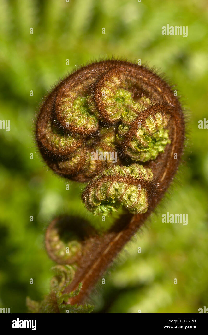 Ponga Tree Fern Frond Unfurling Koru South Island New Zealand Stock ...