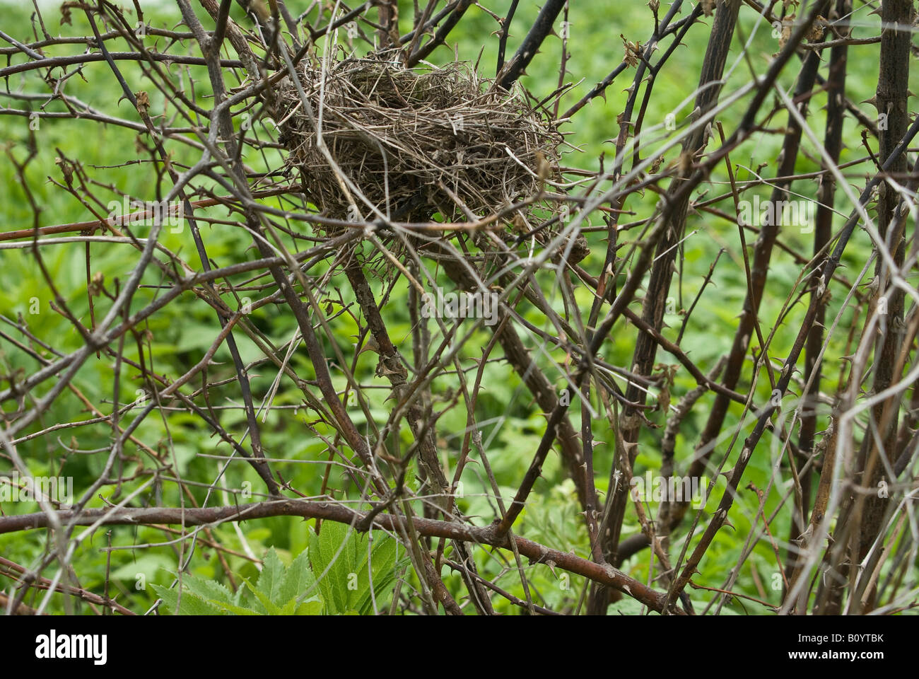 Birds nest fall hi-res stock photography and images - Alamy