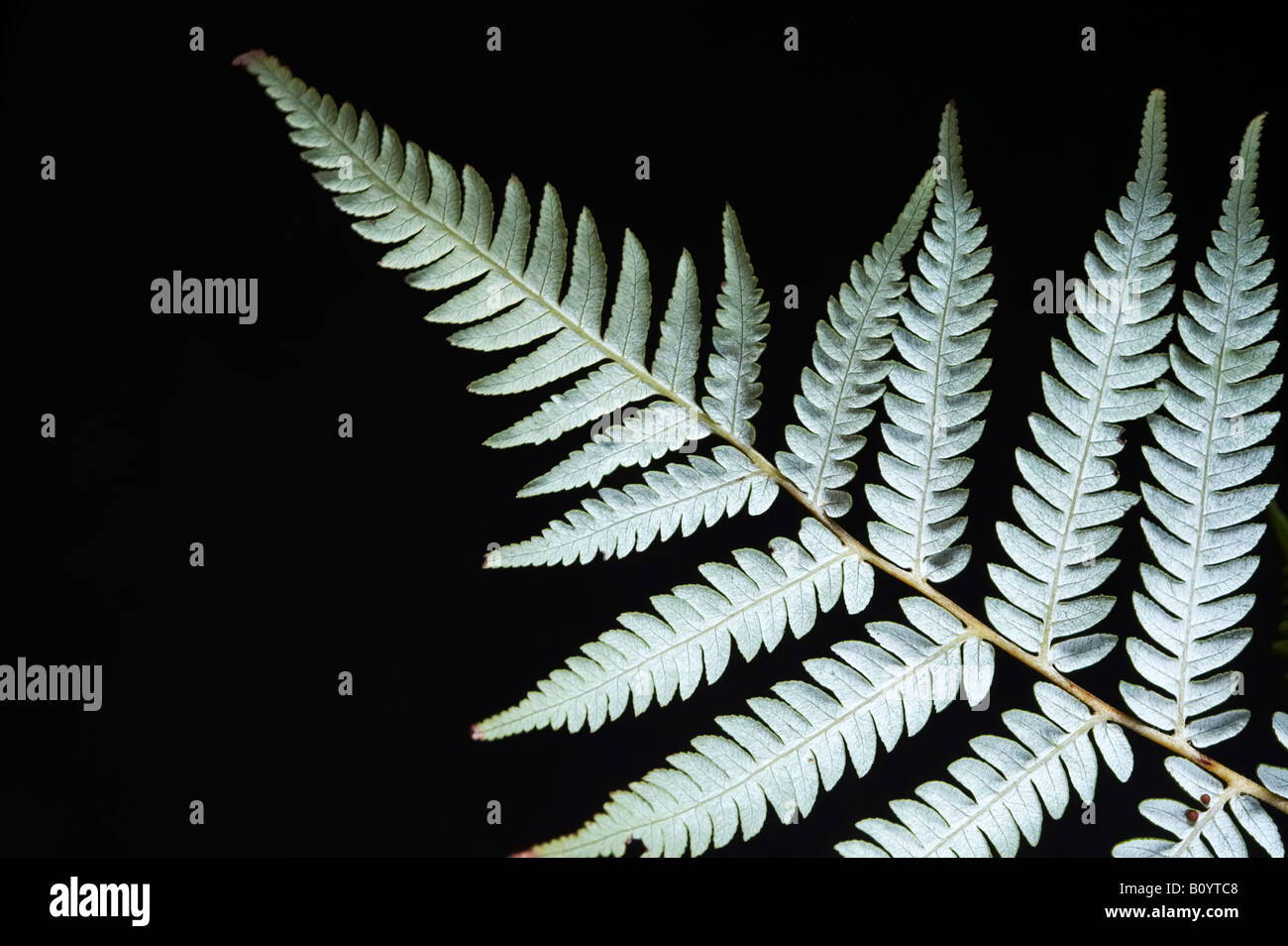 Silver Tree Fern Silver Fern Ponga Stock Photos & Silver Tree Fern ...