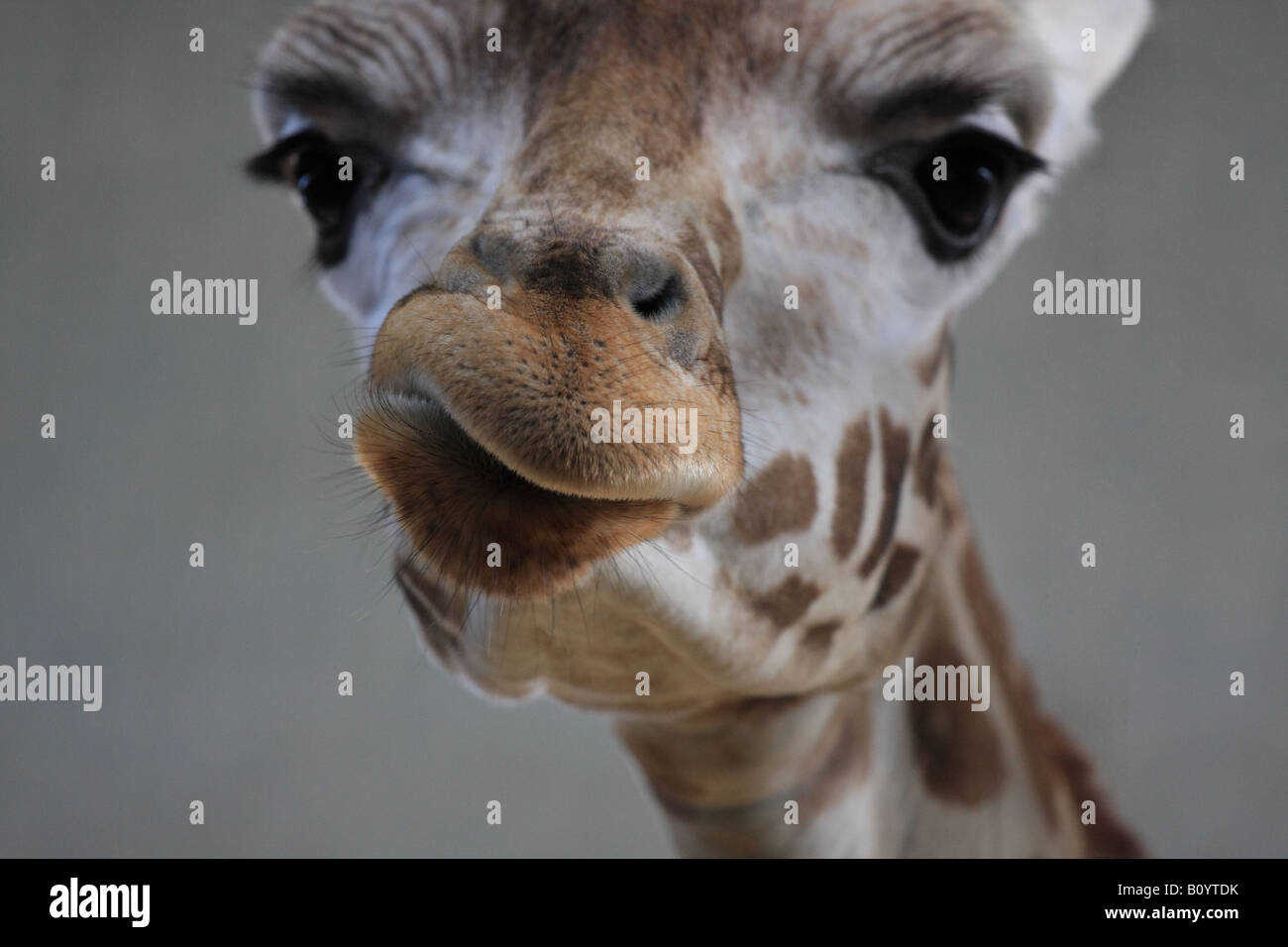 Reticulated eyes hi-res stock photography and images - Alamy