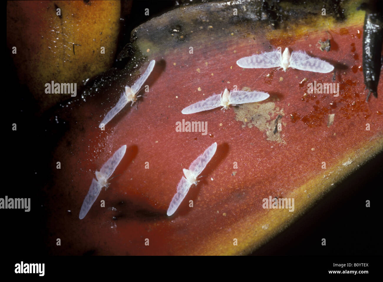 Betterflies hi-res stock photography and images - Alamy