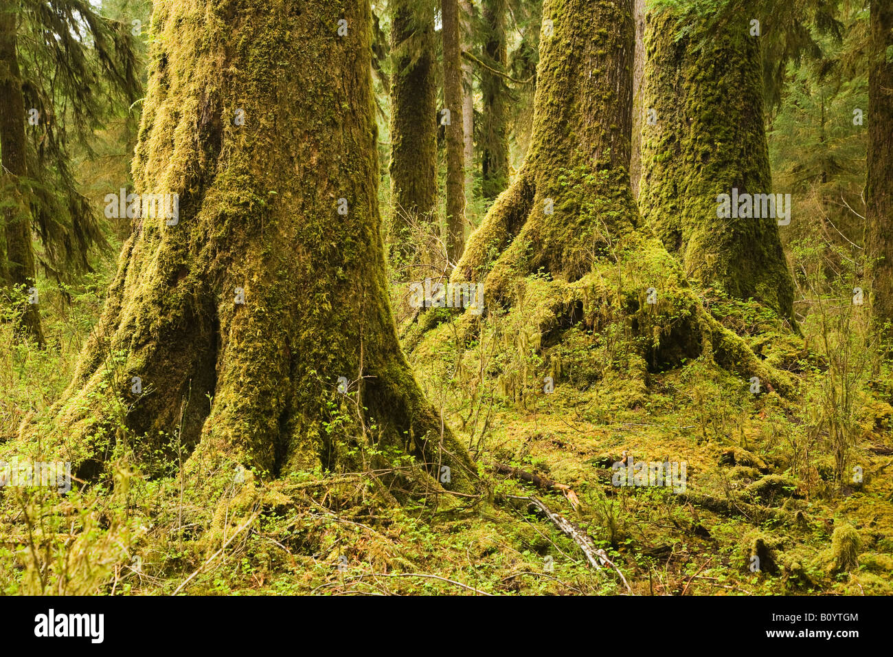 Hoh rain forest, Olympic National Park Washington United States Stock ...