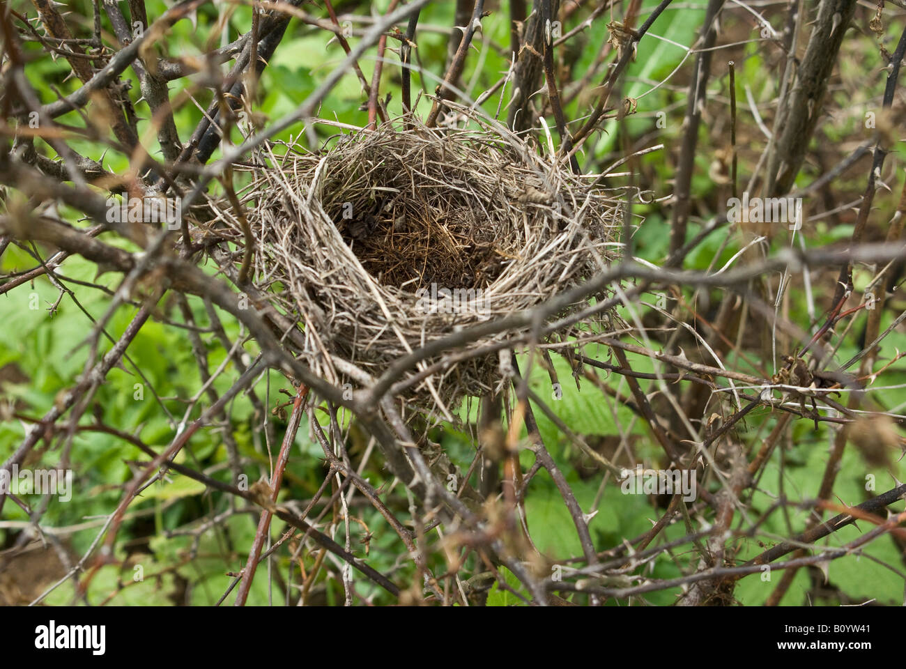 Birds nest fall hi-res stock photography and images - Alamy
