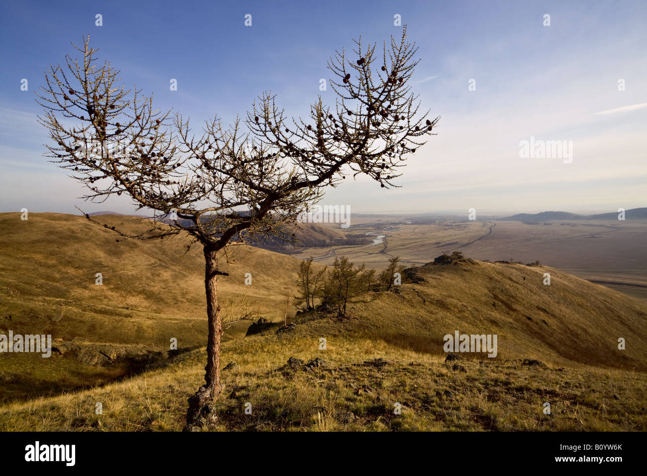 Slingshot-like bare tree Stock Photo - Alamy