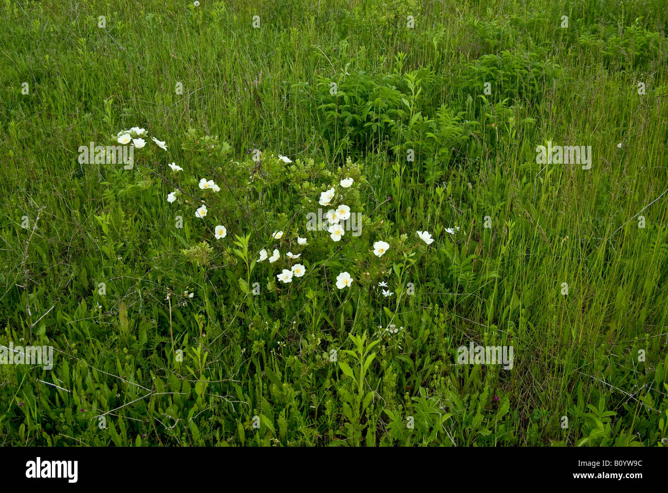 Briar High Resolution Stock Photography and Images - Alamy
