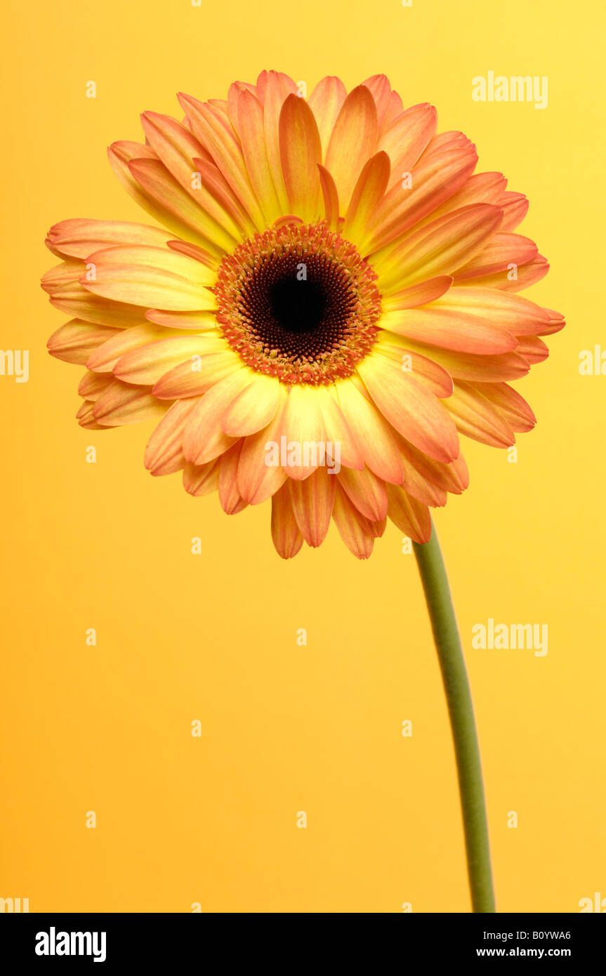 Simple yellow cut out hi-res stock photography and images - Alamy