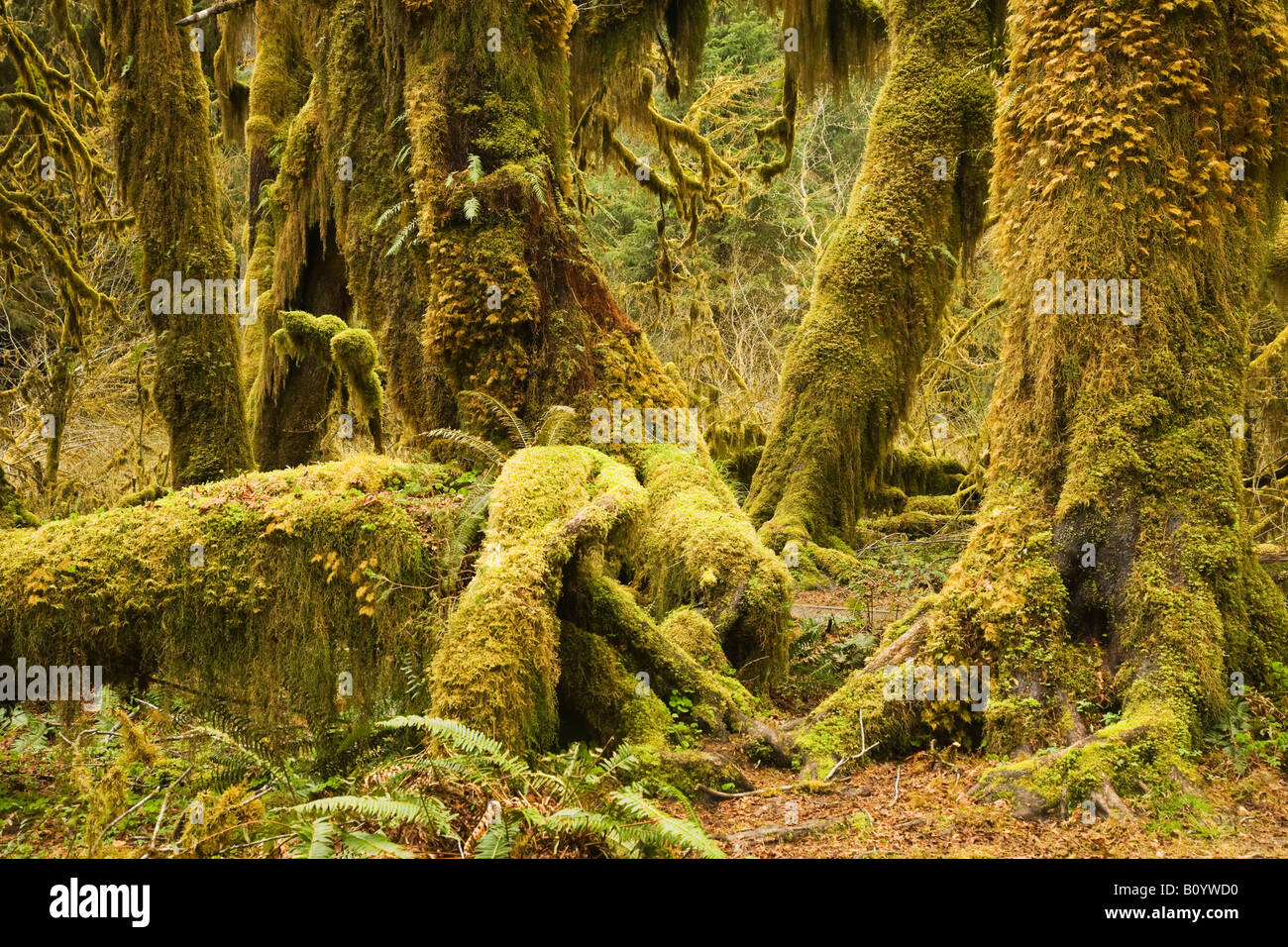 Mosses cedar hi-res stock photography and images - Alamy