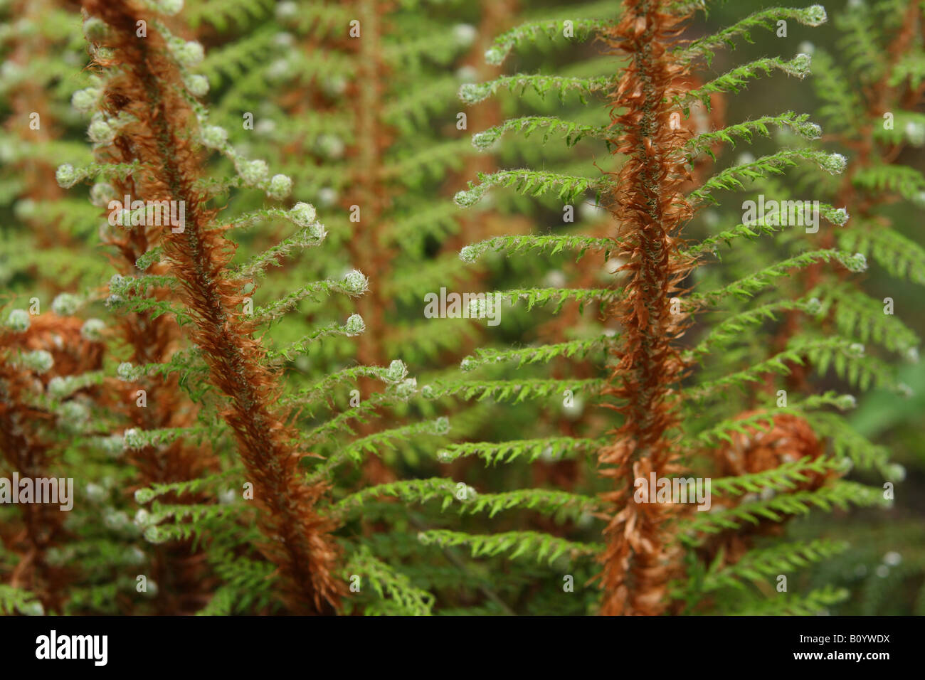 Unfolding green fern leaf close up Stock Photo - Alamy