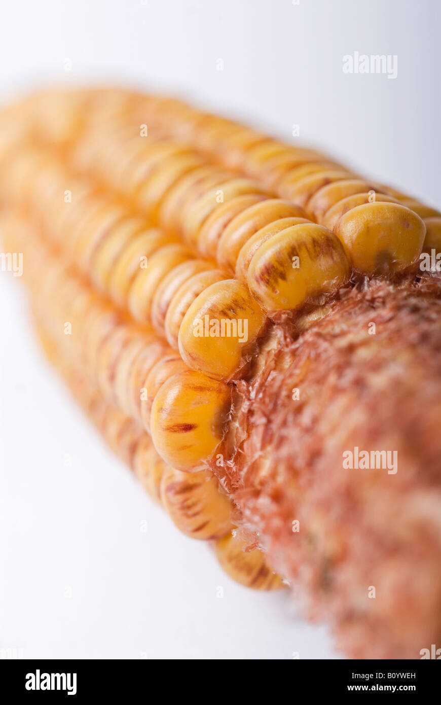 Stock photo of a dry corn on the cob. The cob is dry and the grains may ...