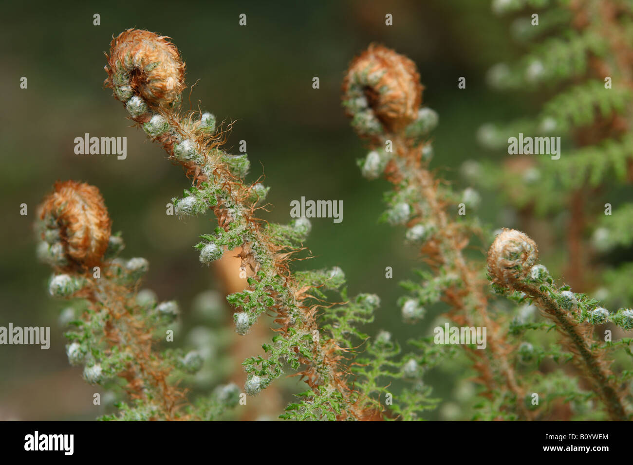 Leaf Unfolding High Resolution Stock Photography and Images - Alamy