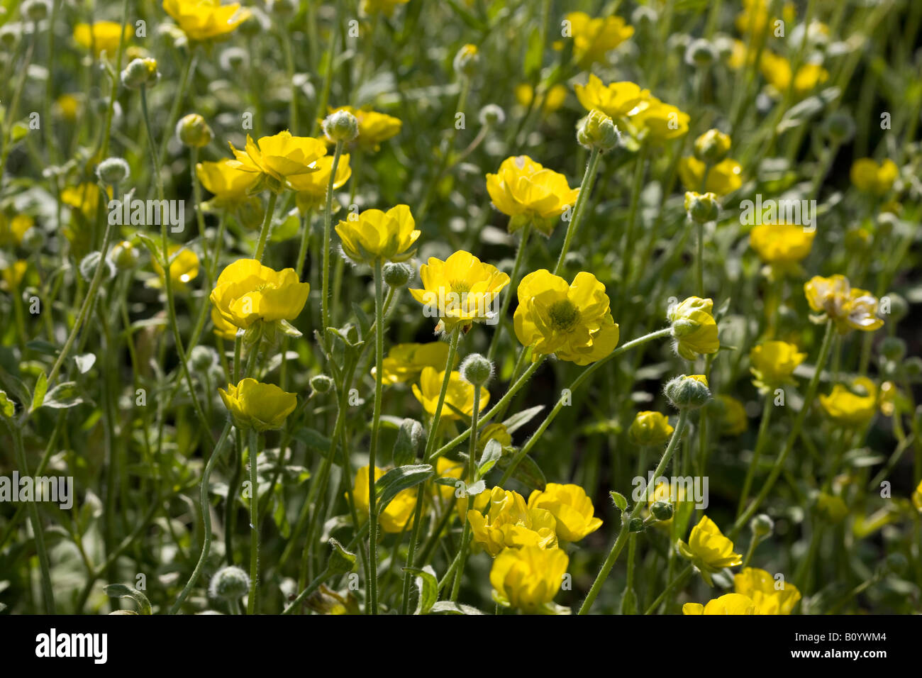Fuzzy Buttercup (Ranunculus monspeliacus Stock Photo - Alamy