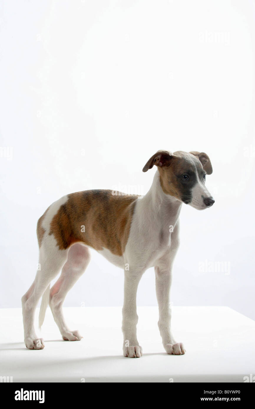 Whippet puppy 11 weeks Stock Photo - Alamy