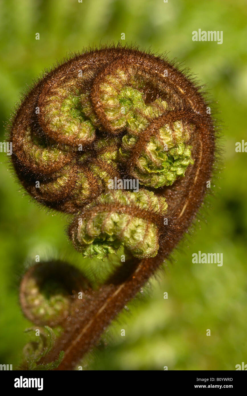 Ponga Tree Fern Frond Unfurling Koru South Island New Zealand Stock ...
