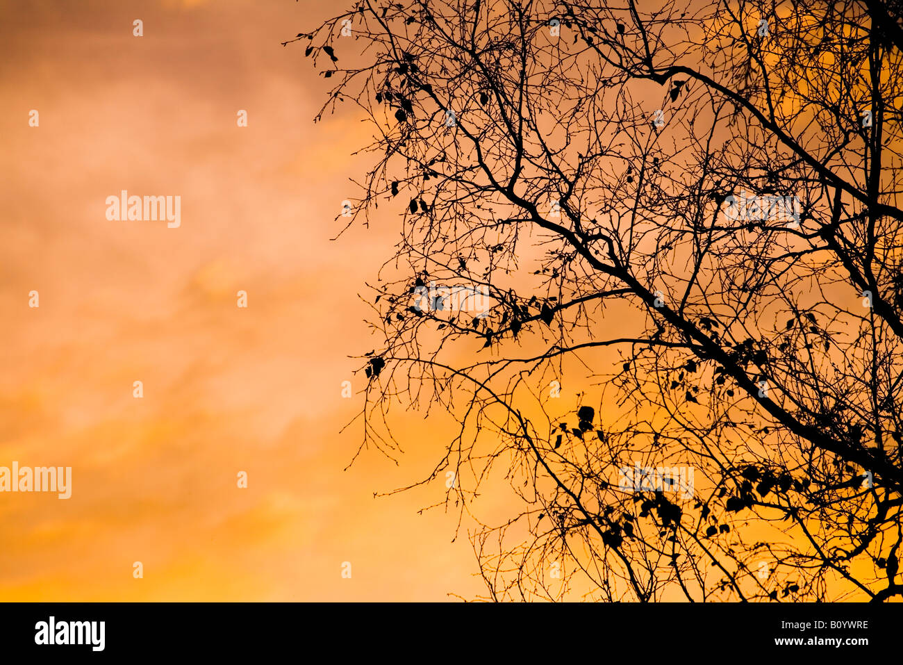 Silhouette of a suburban tree at sunset Stock Photo - Alamy