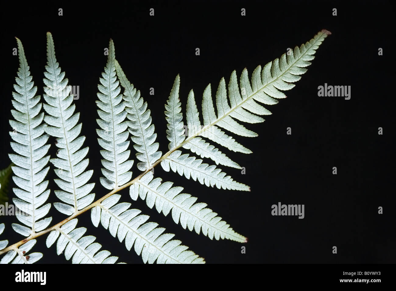 Silver Fern Frond underside Cyathea dealbata Stock Photo - Alamy