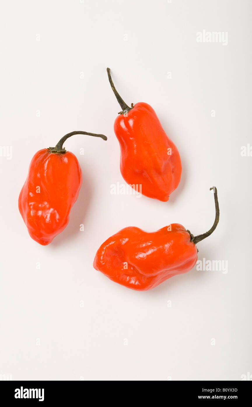 Habanero chili pepper Stock Photo - Alamy