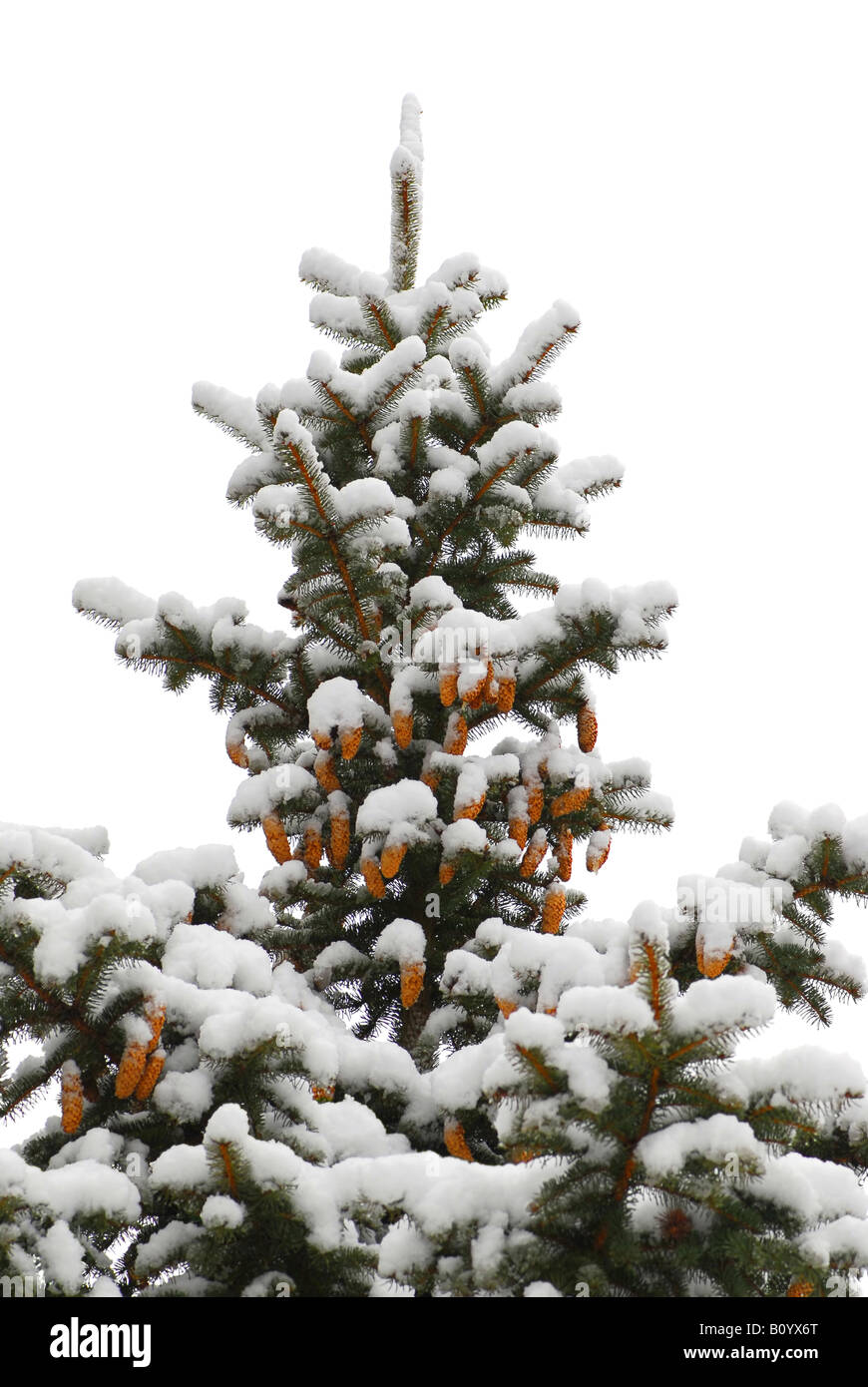 Conifers tree in white background hi-res stock photography and images ...