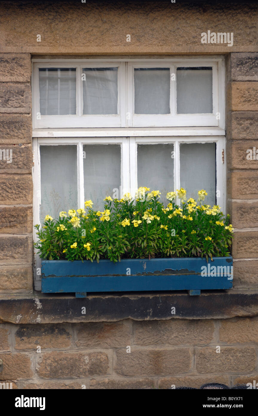 Yellow flowers in window box Stock Photo - Alamy