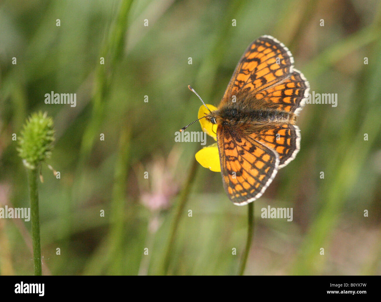 fritillary butterfly on yellow wild flower Stock Photo - Alamy