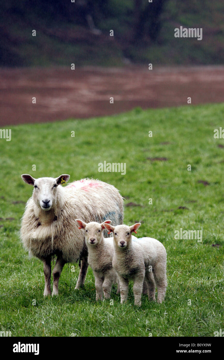 A ewe with her two baby lambs in a field in Somerset Stock Photo - Alamy