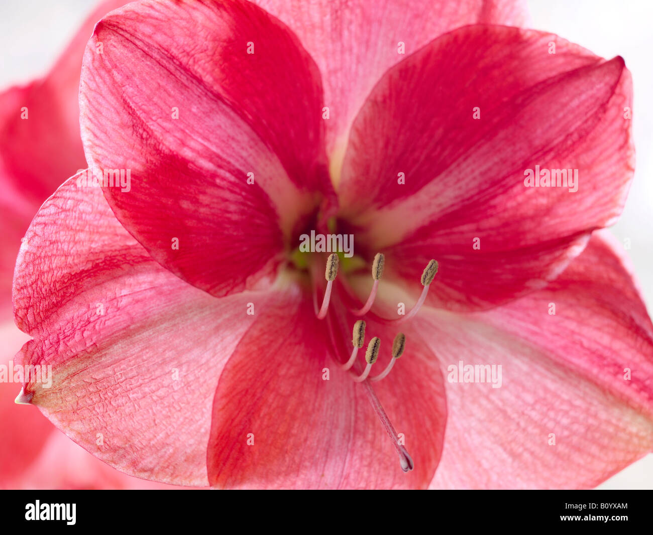 Amaryllis plant in flower Cut Out Stock Images & Pictures - Alamy