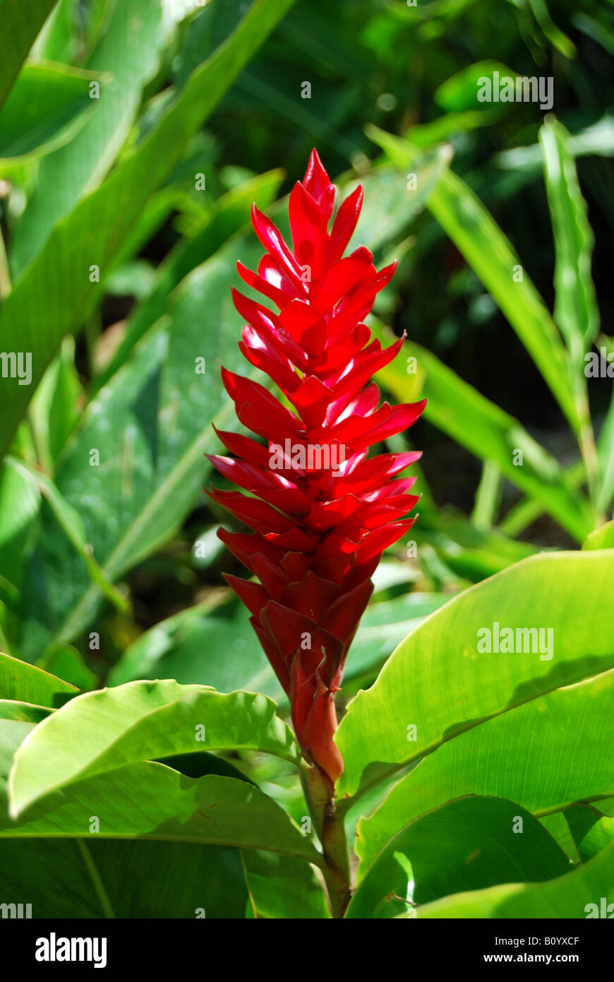 Plants cuba hi-res stock photography and images - Alamy