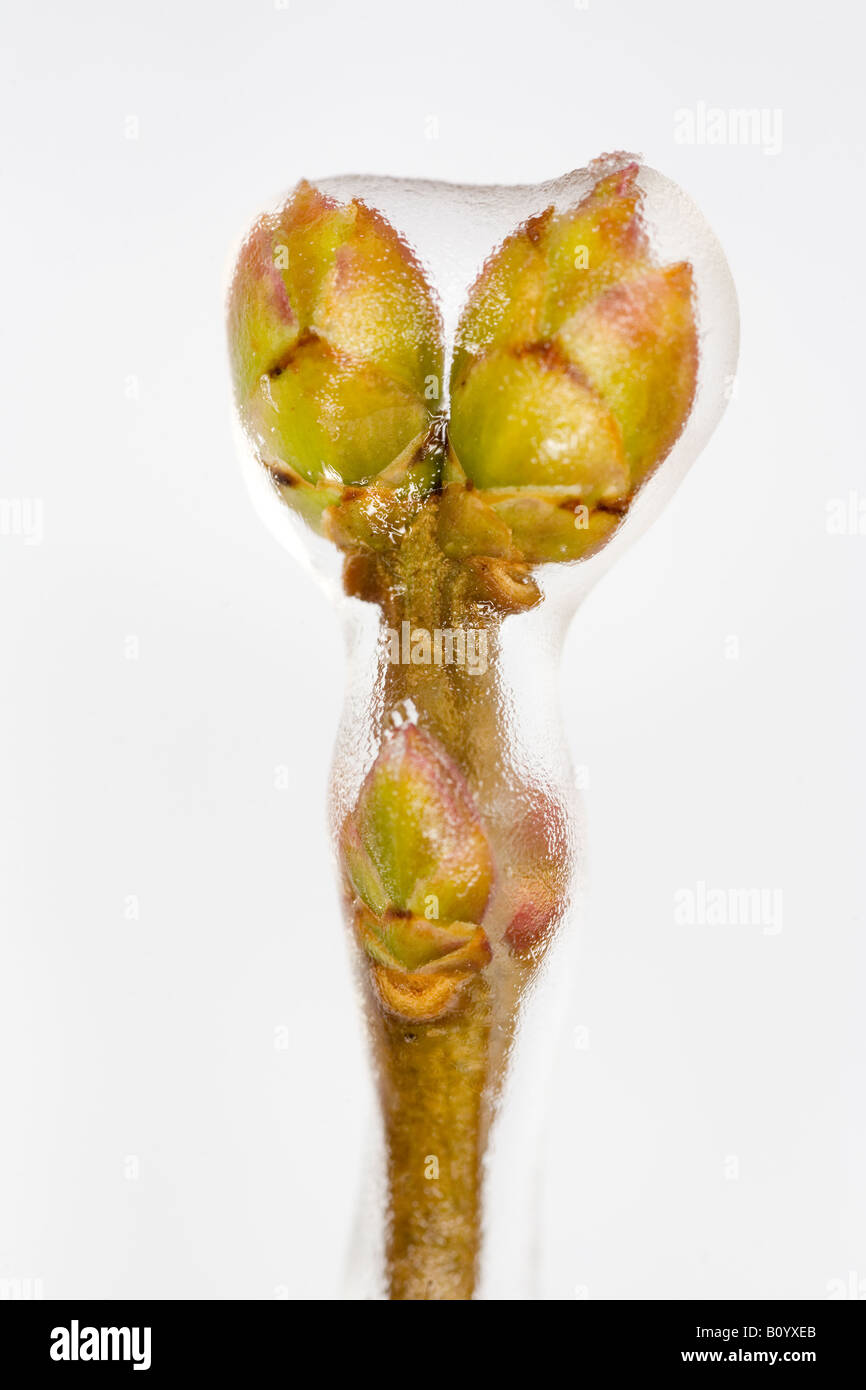 bud covered with ice isolated Stock Photo - Alamy
