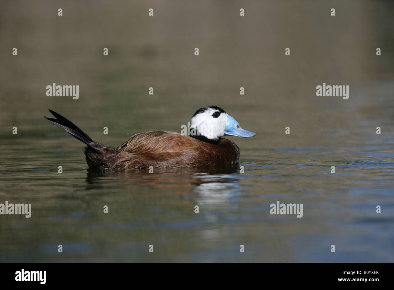White headed duck hi-res stock photography and images - Alamy