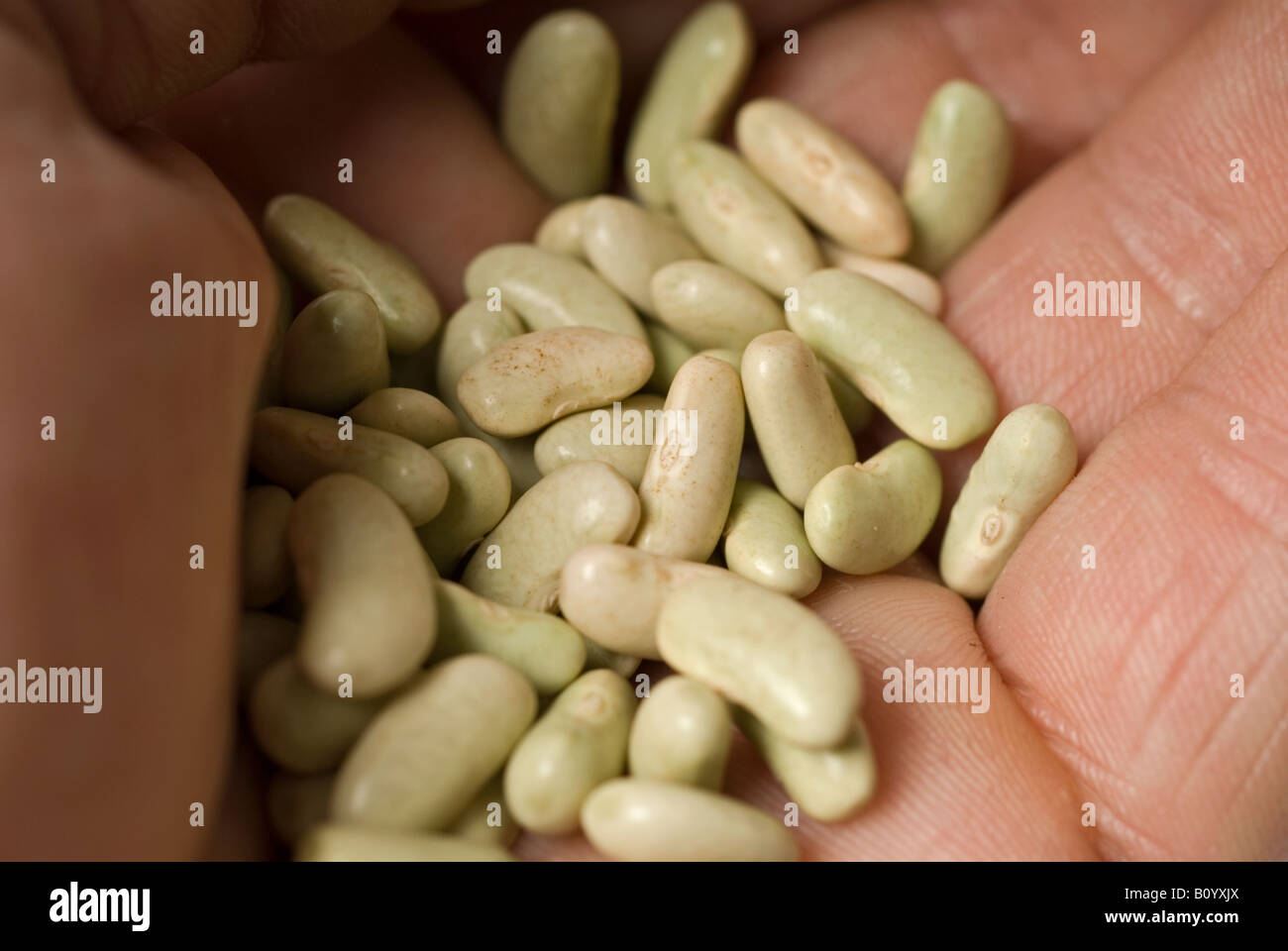 Stock photo of Haricot beans held in the palm of an open hand Stock ...