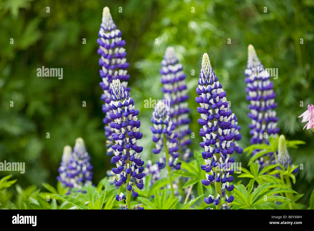 Blue lupin hi-res stock photography and images - Alamy