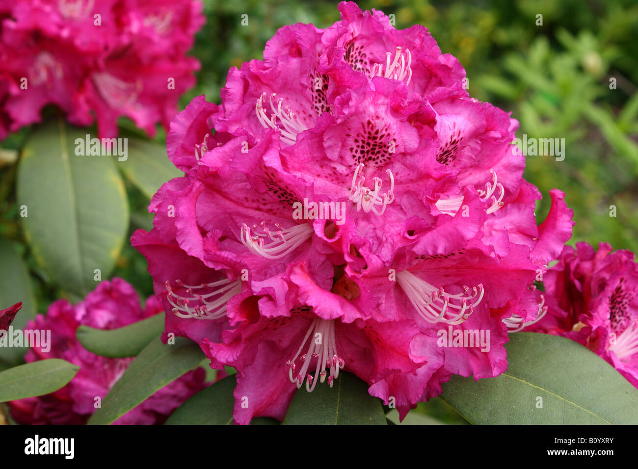 Edwin flowers hi-res stock photography and images - Alamy