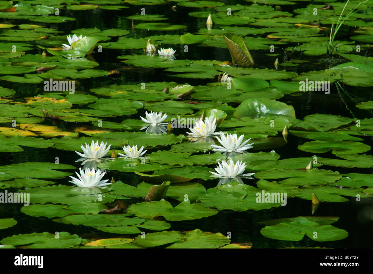 Fragrant White Water Lily Nymphaea odorata Stock Photo - Alamy