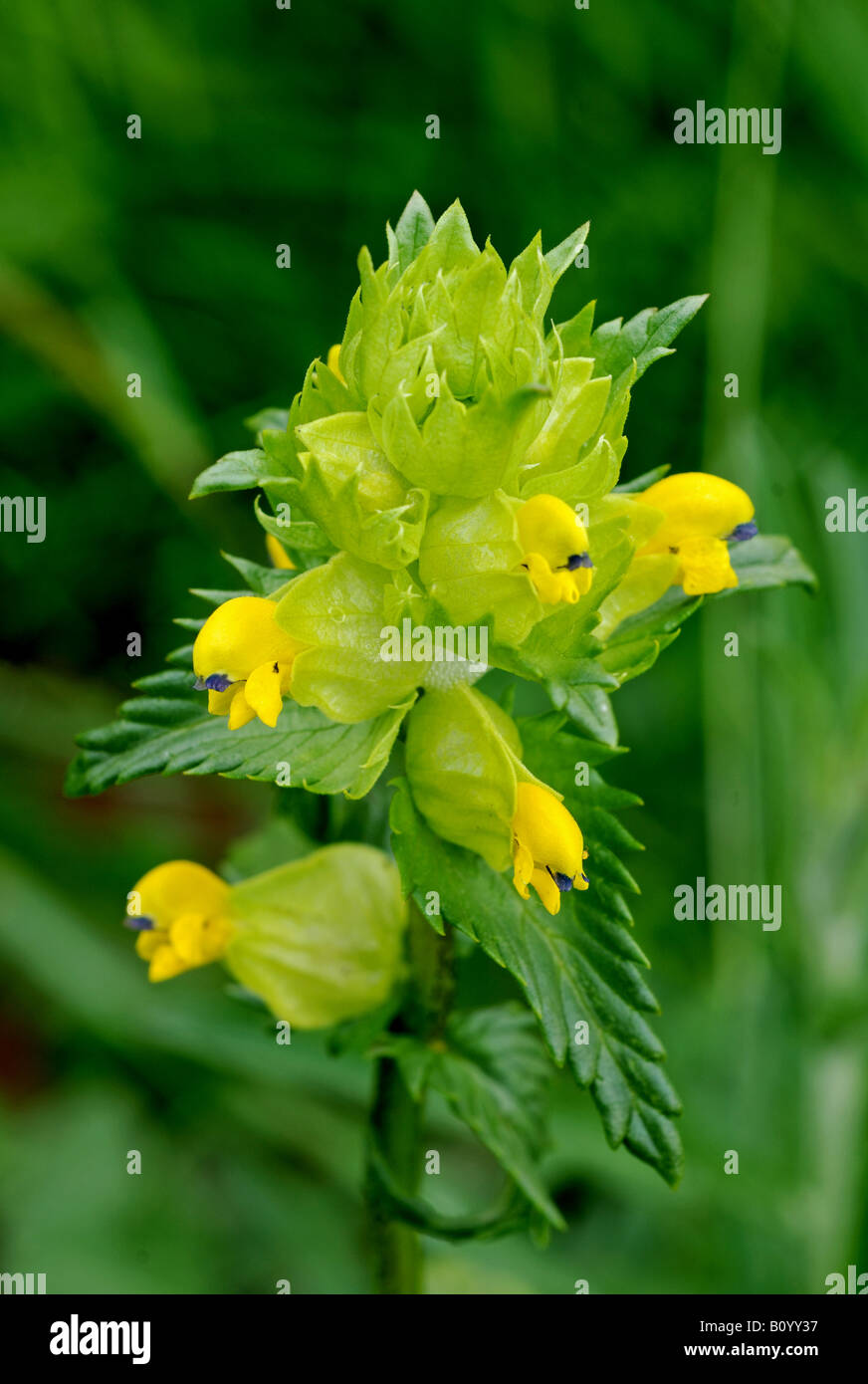 Yellow Rattle, Rhinanthus minor Stock Photo - Alamy