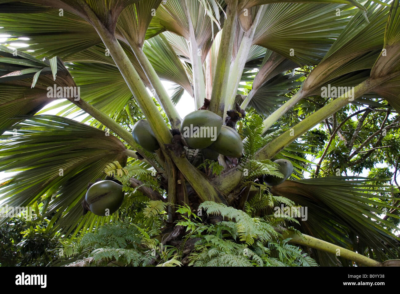 Double coconut lodoicea maldivica hi-res stock photography and images ...