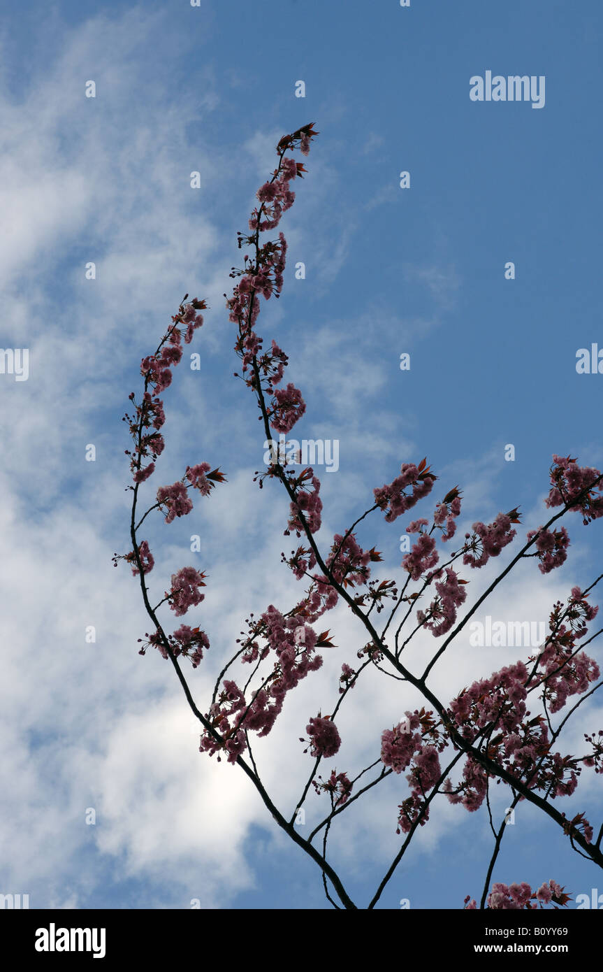 Tree branches against blue sky Stock Photo - Alamy