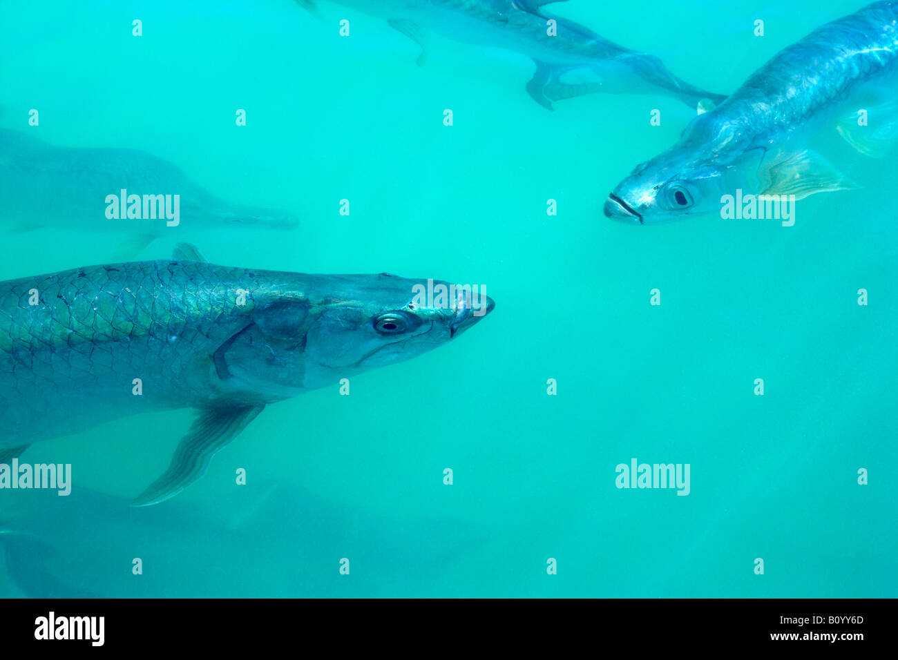 tarpon fish swimming in water near Islamorada, Florida Keys, Florida ...