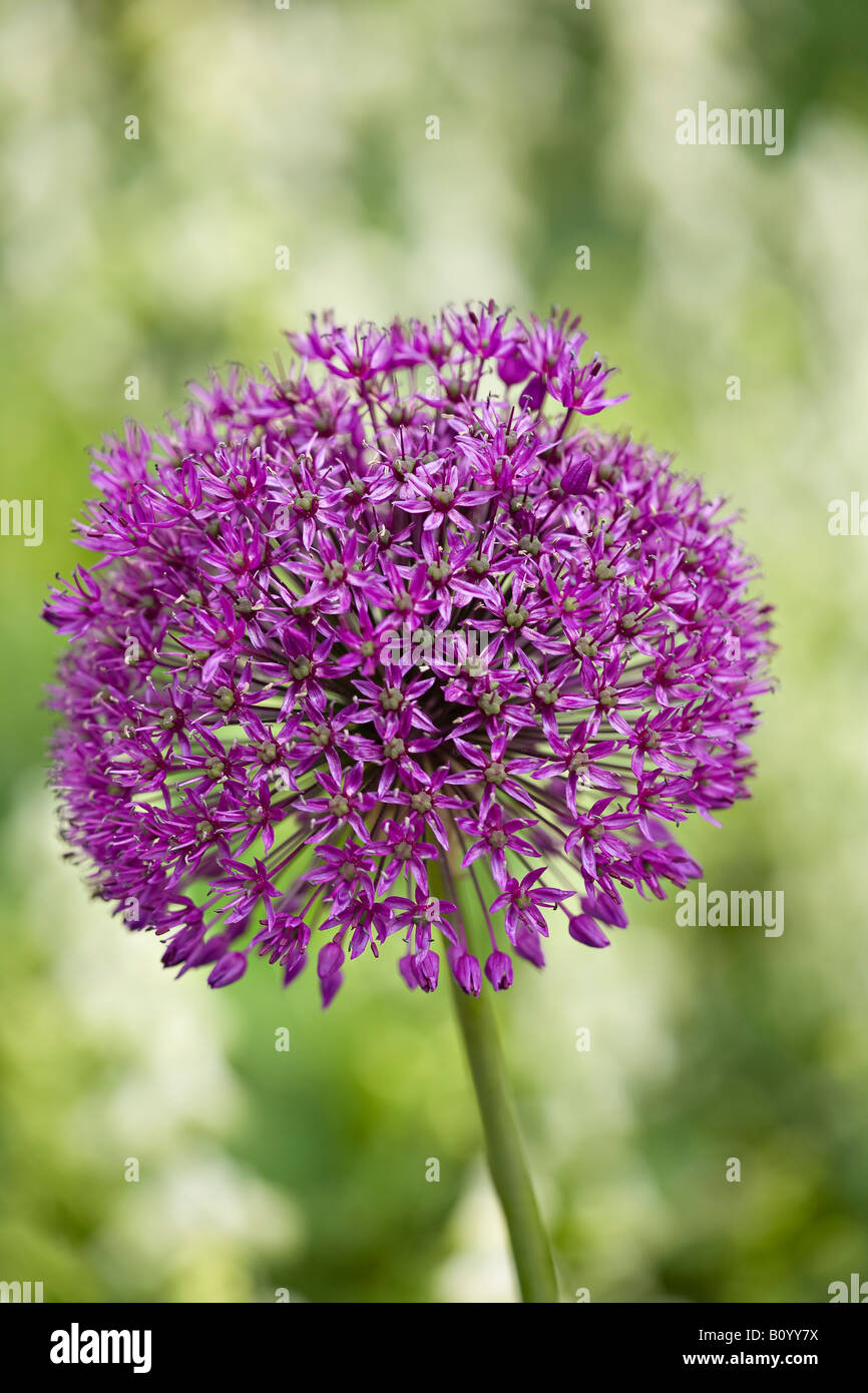 A single Purple Allium in bloom in Spring in West Sussex, England, UK ...