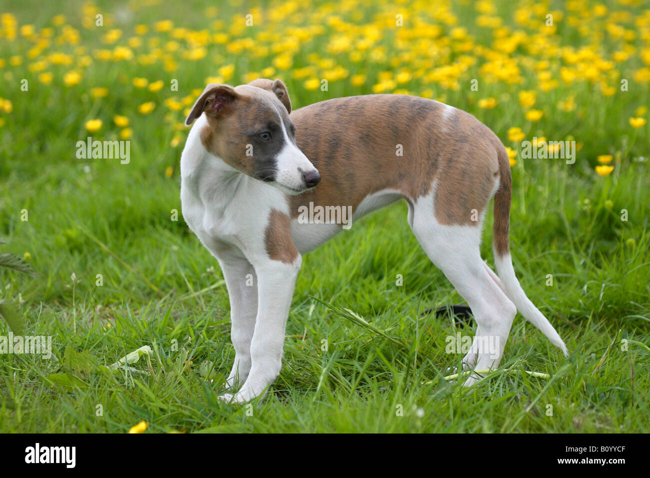 Whippet puppy 11 weeks side Stock Photo - Alamy