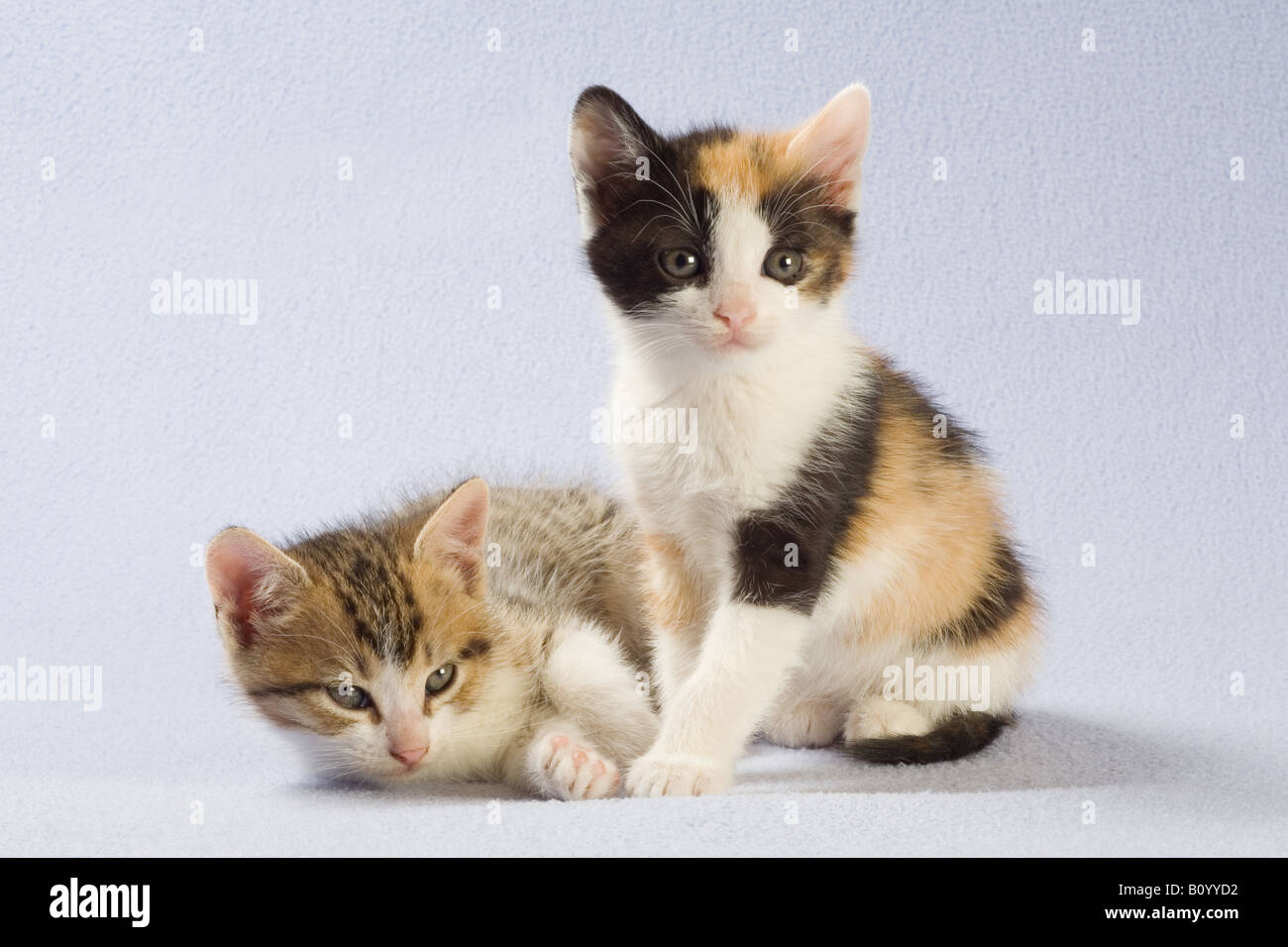 two kittens isolated Stock Photo - Alamy