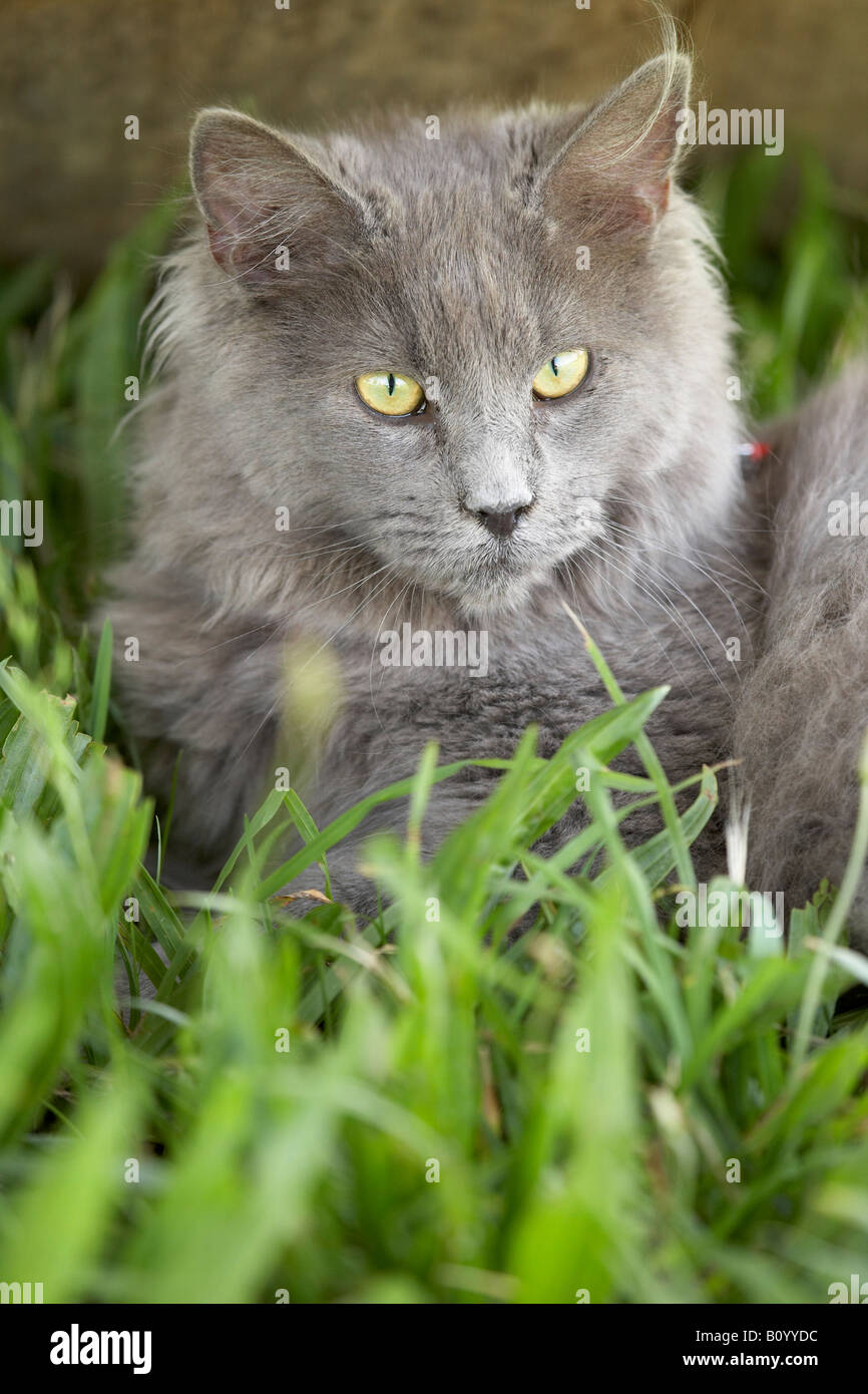 Blue Maine Coon cat Stock Photo - Alamy