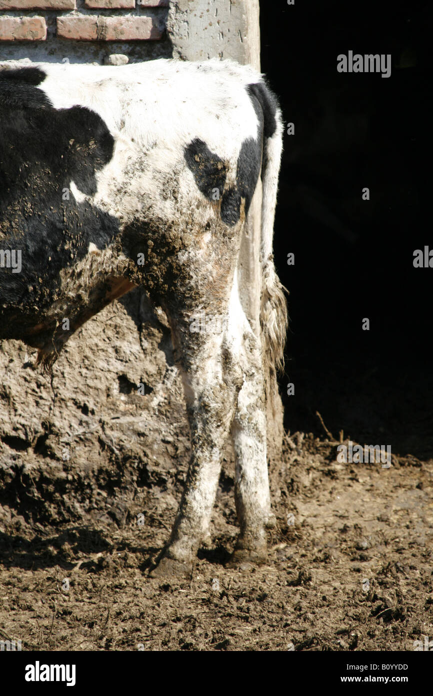 one cow in muddy farm yard Stock Photo - Alamy