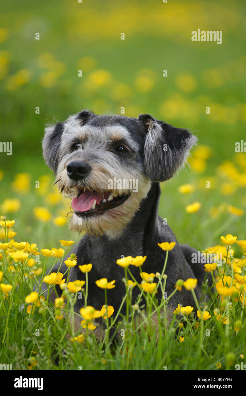 Mixed Breed Dog Stock Photo - Alamy
