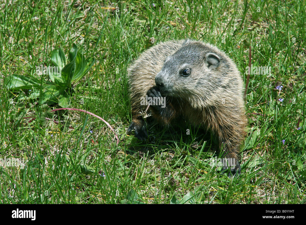 Young Groundhog Woodchuck Marmota monax eating dandelions Eastern ...