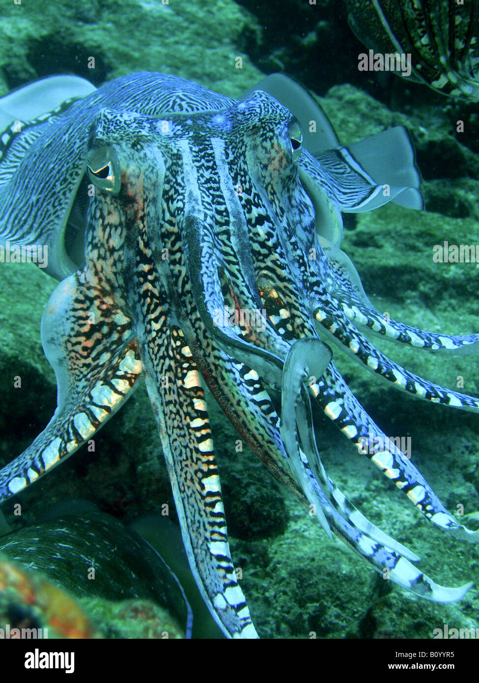 Pharaoh cuttlefish Sepia pharaonis underwater Stock Photo - Alamy